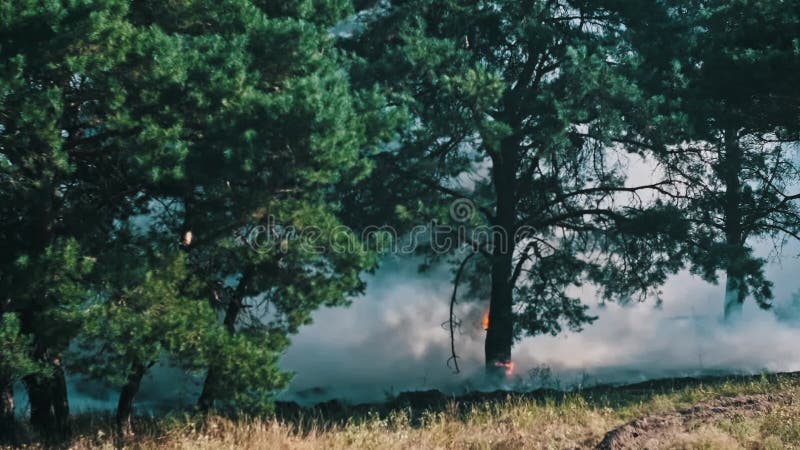 Forest Fire, Burning Pine Trees Stock Video - Video of heatwave, rescue ...