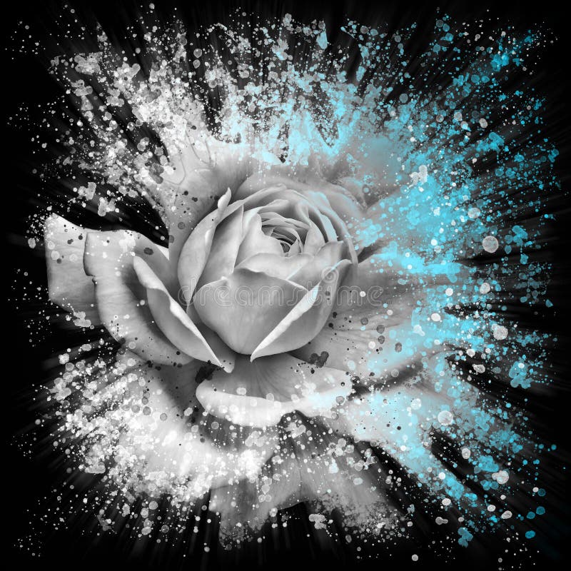 Dramatic Splash Effect Single White Rose Floral Art with Blue ...