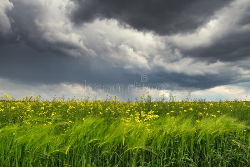 Dramatic Storm Clouds with Rain Over Yellow Rapeseed Field Stock Image ...