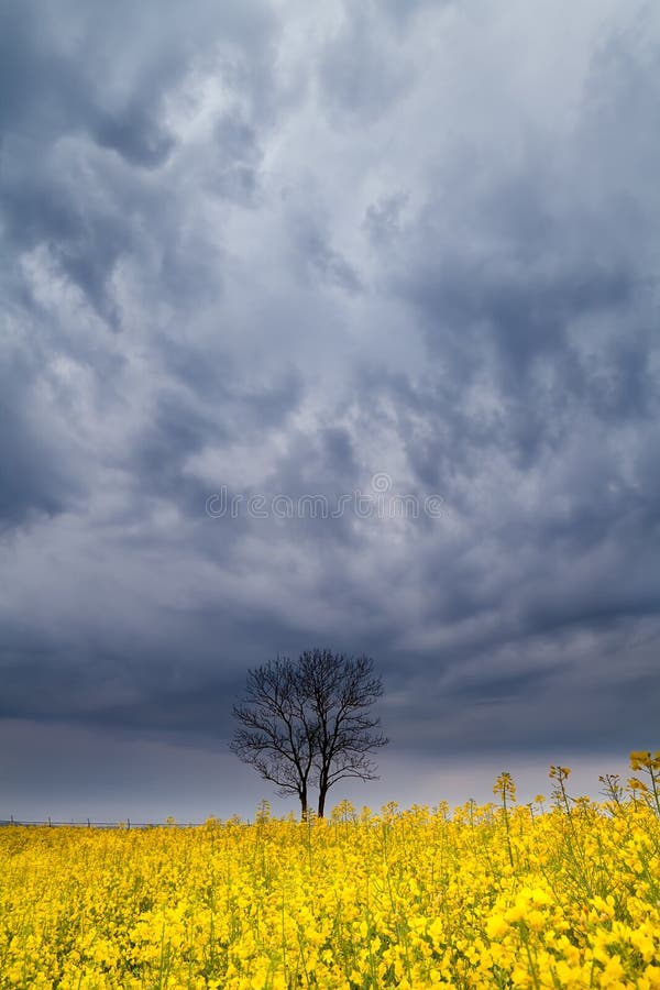 Dramatic Storm Sky Over Marsh At Sunset Stock Image - Image of forest ...