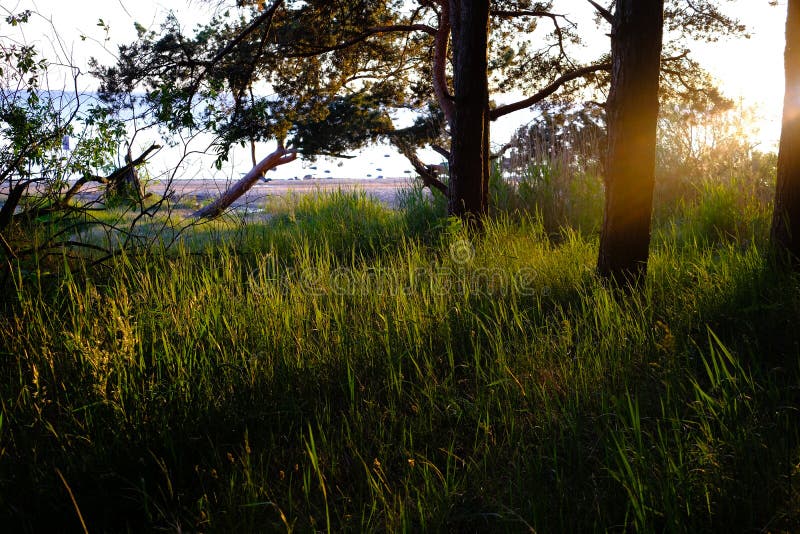 Dramatic Sunrise Over the Calm Country Side Trees Stock Image - Image ...