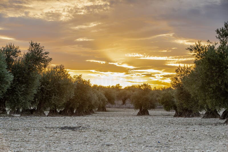 Dramatic Sunset Over an Agricultural Landscape of Olive Trees in Madrid ...