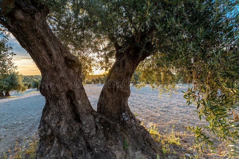 Dramatic Sunset Over an Agricultural Landscape of Olive Trees in Madrd ...