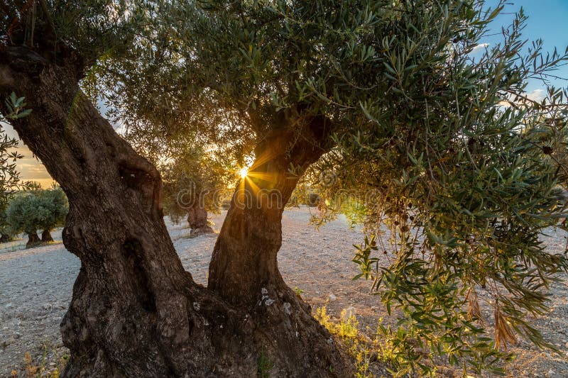 Dramatic Sunset Over an Agricultural Landscape of Olive Trees in Madrd ...