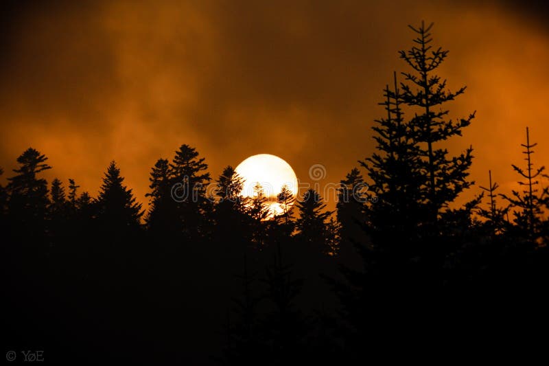 Dramatic Sunset Over Pine Tree Silhouettes Stock Photos - Free ...
