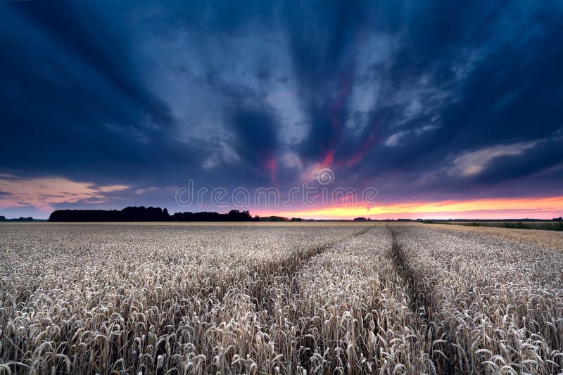 Dramatic Sunset Over Wheat Field Stock Photo - Image of farmland ...