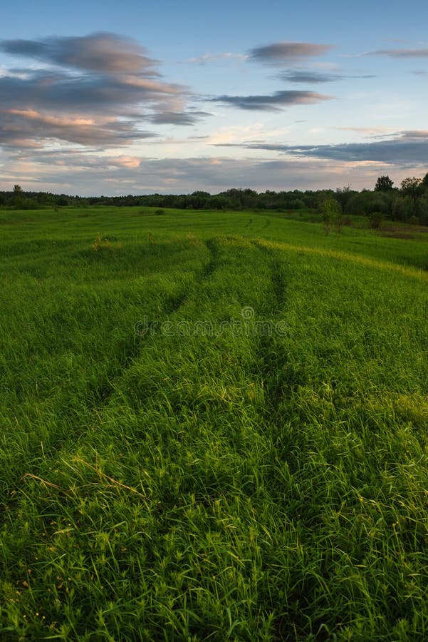 Dramatic Sunset on the Summer Field Stock Photo - Image of grass ...