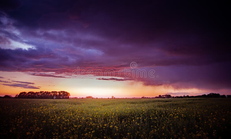 Dramatic Sunset Sunrise Over Field with Flowers and Clouds Stock Photo ...