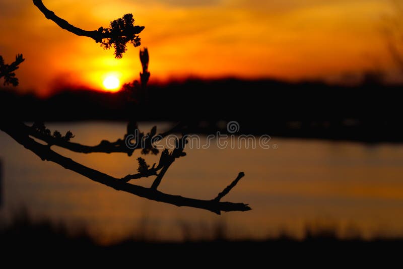 Dramatic Sunset with Tree Branches Stock Image - Image of magic, dark ...