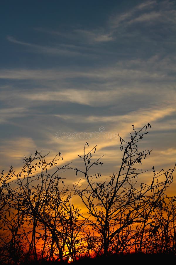 Dramatic Sunset with Tree Branches Stock Image - Image of dramatic ...