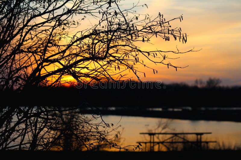 Dramatic Sunset with Tree Branches Stock Image - Image of dramatic ...