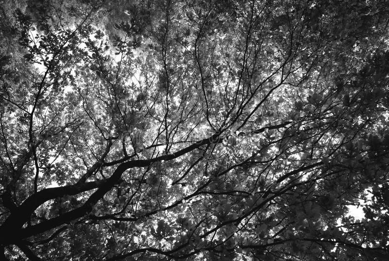 Dramatic Tree Branch with Summer Foliage Backdrop Stock Photo - Image ...