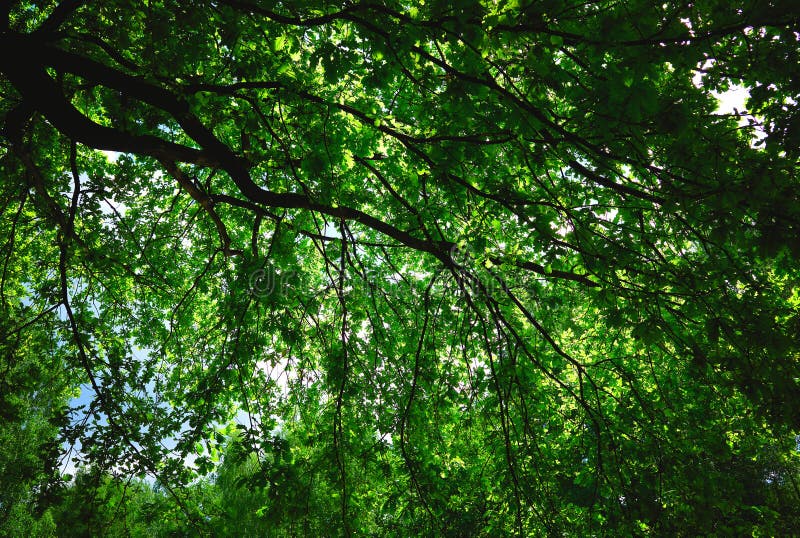 Dramatic Tree Branch with Summer Foliage Stock Photo - Image of ...