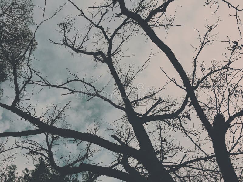 Dramatic Tree Branches Over A Dark Sky Stock Photo - Image of ...