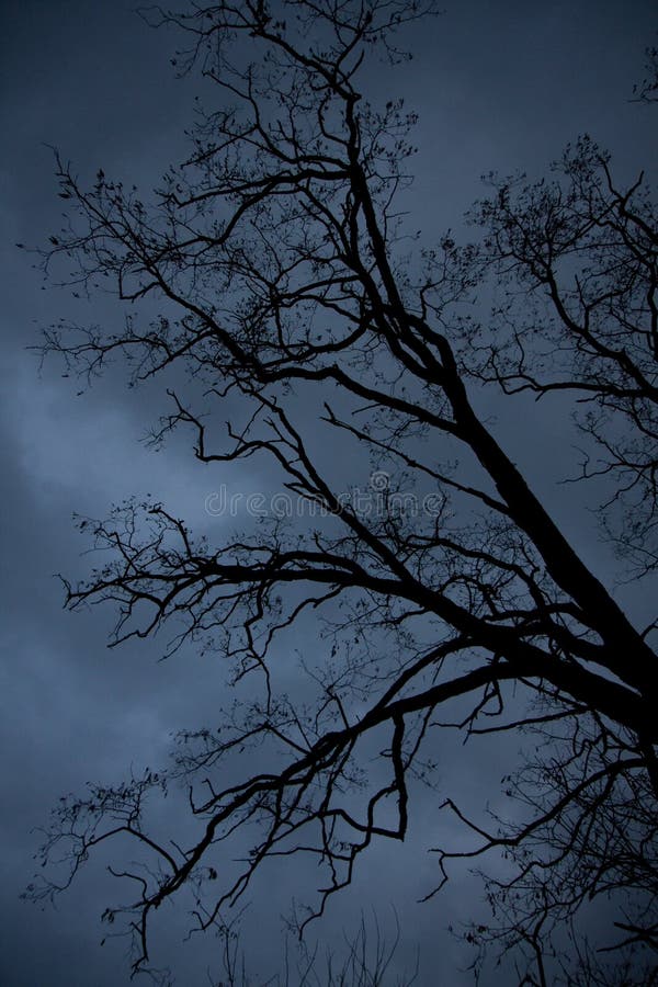 Dramatic tree stock photo. Image of curly, tree, branches - 138306942