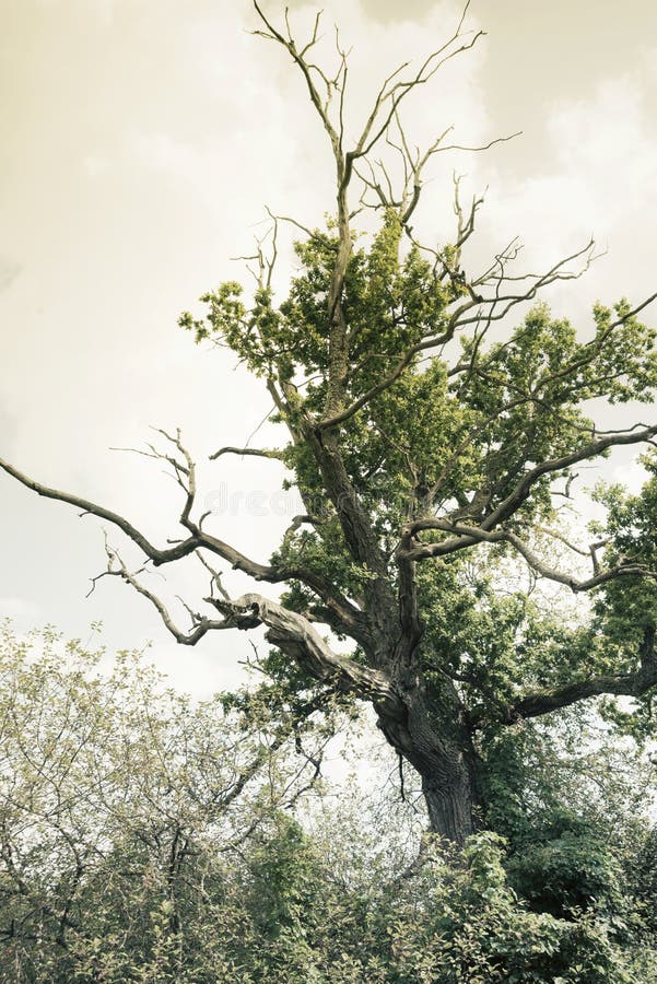 Dramatic tree landscape stock photo. Image of nature - 77974736