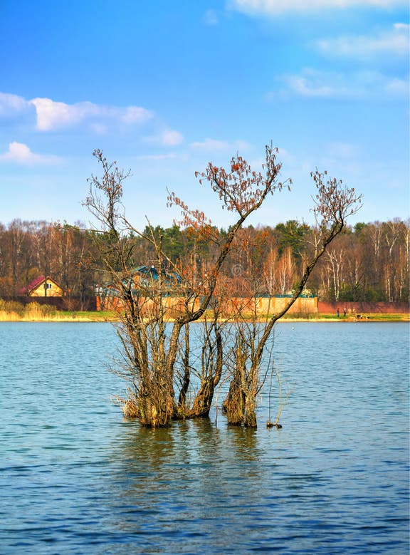 Dramatic Tree Right in the Center of the River Background Stock Photo ...