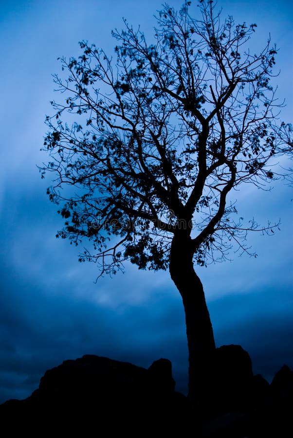 Dramatic Tree Silhouette Against Dark Moody Sky Stock Photo - Image of ...