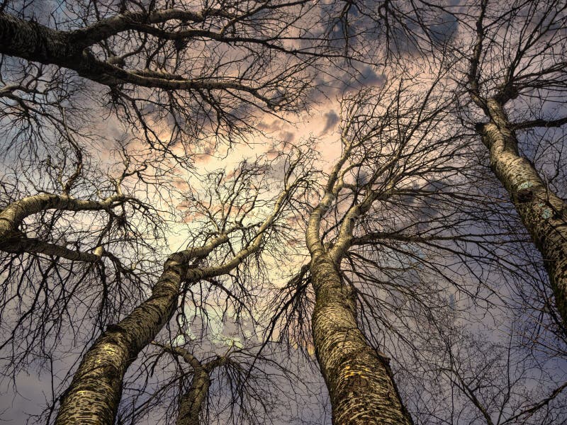 Dramatic Trees Branches with Dark Blue Sky Stock Photo - Image of ...
