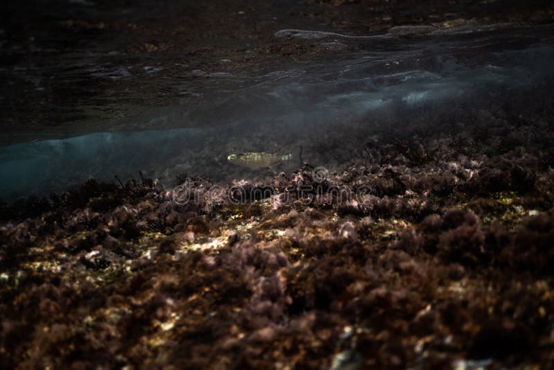 Dramatic Underwater Scene of Rough Sea with Fish Swimming in Foreground ...