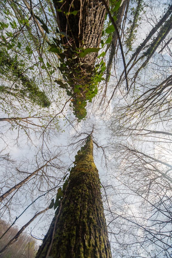 Upward View of Two Tall Trees with Wide Angle Lens Stock Photo - Image ...