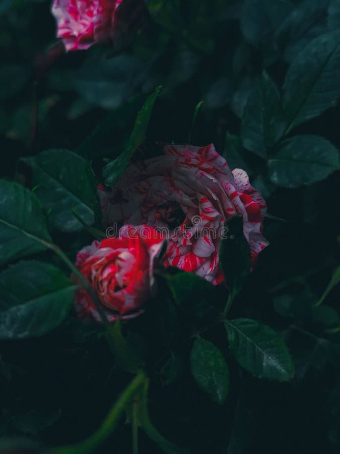 Dramatic Vertical Shot of Pink Rose Flowers Stock Image - Image of ...