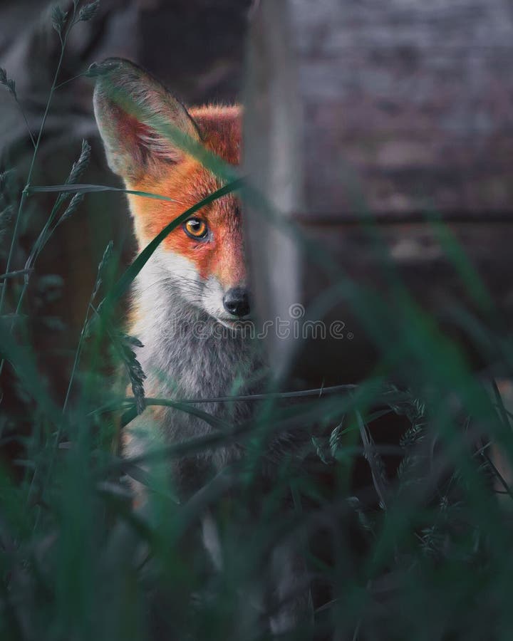 Dramatic Vertical Shot of a Red Fox Peeking Behind the Green Grass ...