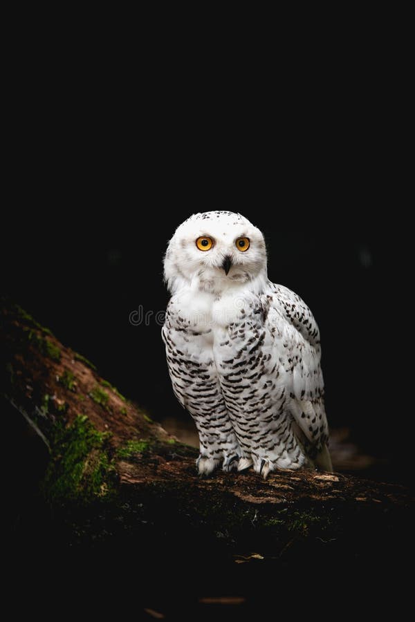 Dramatic Vertical Shot of a White Owl on the Tree Branch in the Woods ...