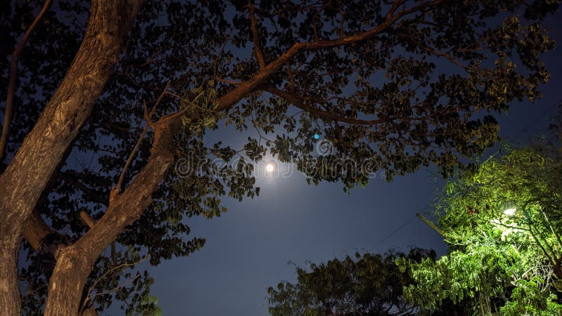 Dramatic View of Tree Branch with Moon Stock Photo - Image of branch ...