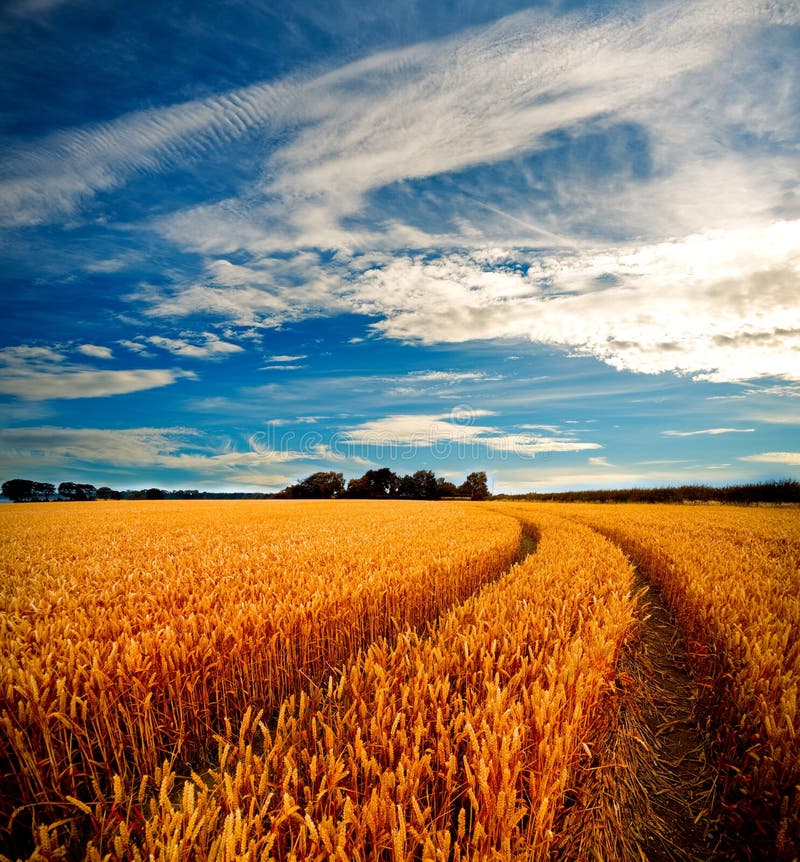 Dramatic View of Wheatfields Stock Photo - Image of tourism, july: 6305128