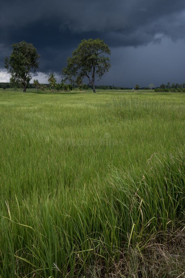 Dramatic Weather Clouds Forming Over Rice Fields during Rainy Season ...