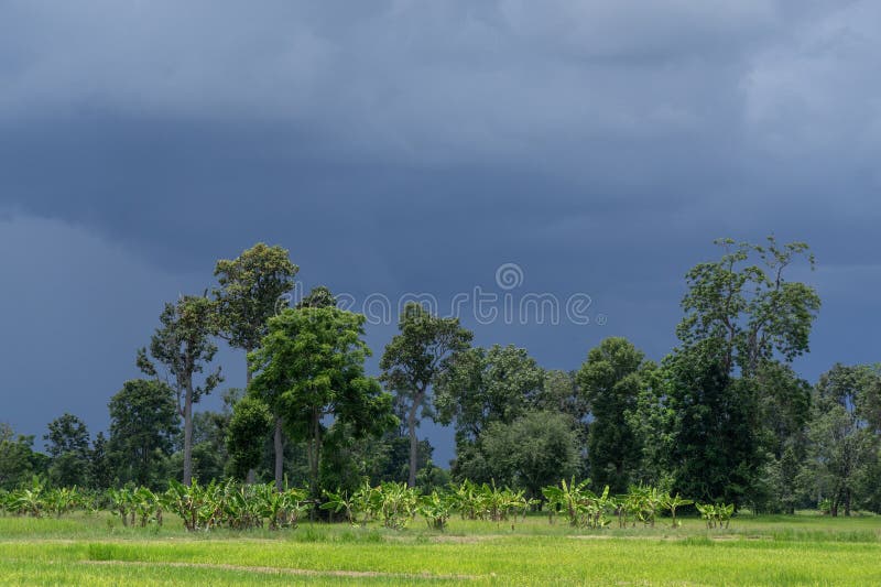 Dramatic Weather Clouds Forming Over Rice Fields during Rainy Season ...