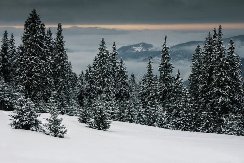 Dramatic Winter Landscape. View of a Snow-covered Forest, Cloudy Sky in ...