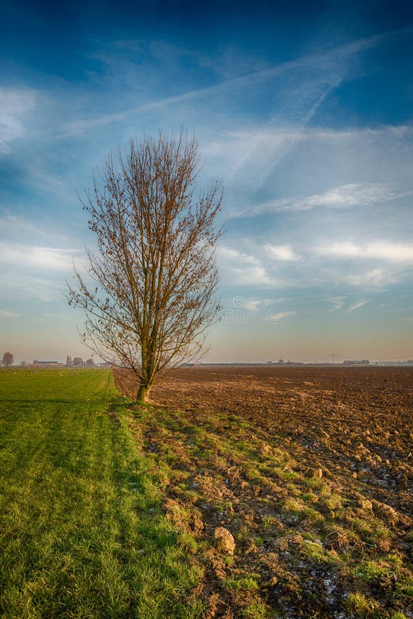 Dramatically Colored Rural Landscape with an almost Leafless Tree Stock ...