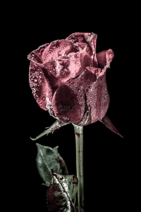 Rose rouge sur du sang image stock. Image du vacances - 46228693