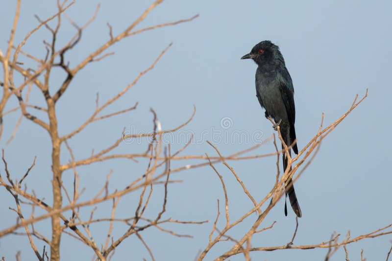 Drango on a branch stock image. Image of wildlife, tail - 132653477