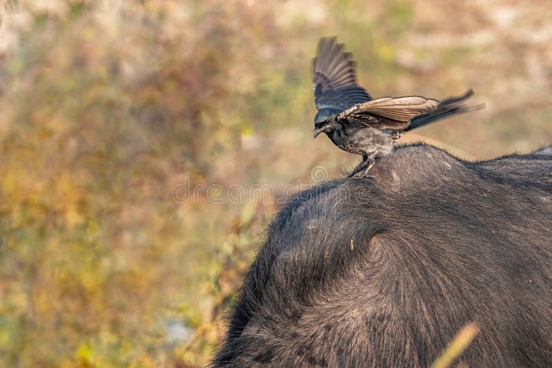 A Drango Enjoying Ride on a Buffalo Stock Photo - Image of countryside ...