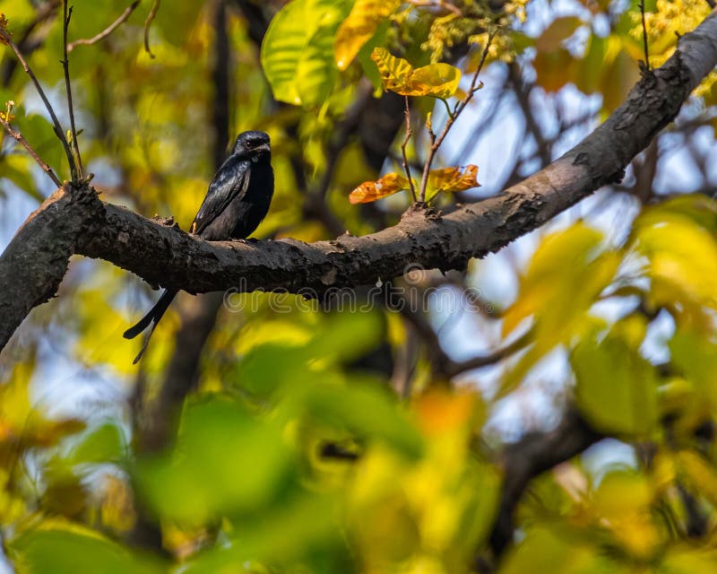 A Drango resting stock image. Image of indian, outdoors - 277844699