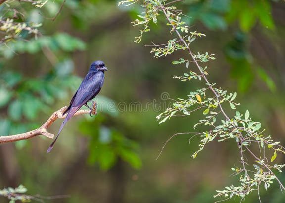 A Drango resting on a tree stock photo. Image of perch - 250915922