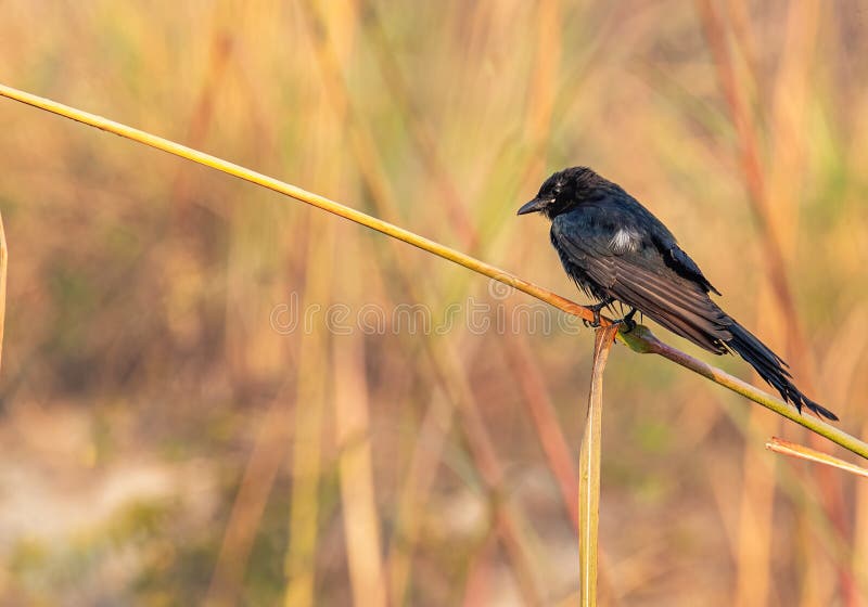 Drango sitting on a branch stock image. Image of focus - 231019727