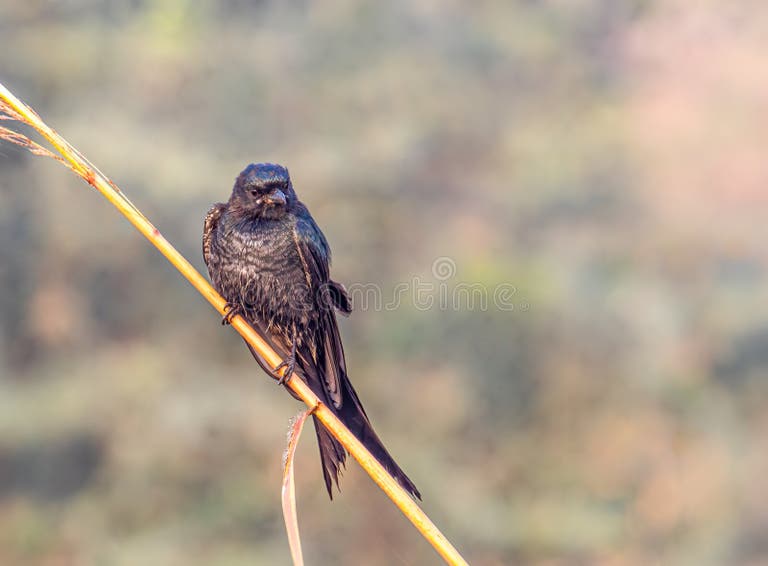 Drango sitting on a branch stock image. Image of white - 230050187