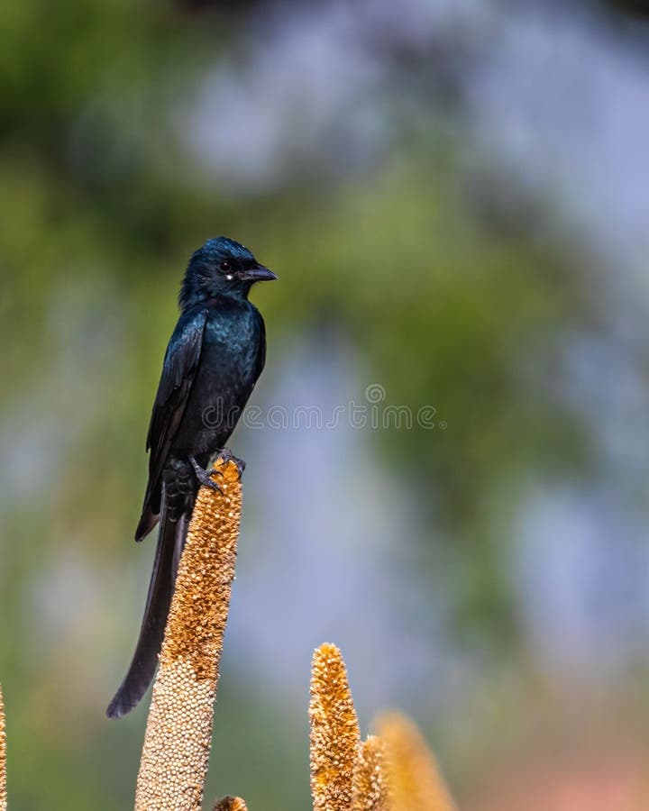 Drango Sitting on a Millet Seed Stock Image - Image of asian, blackbird ...