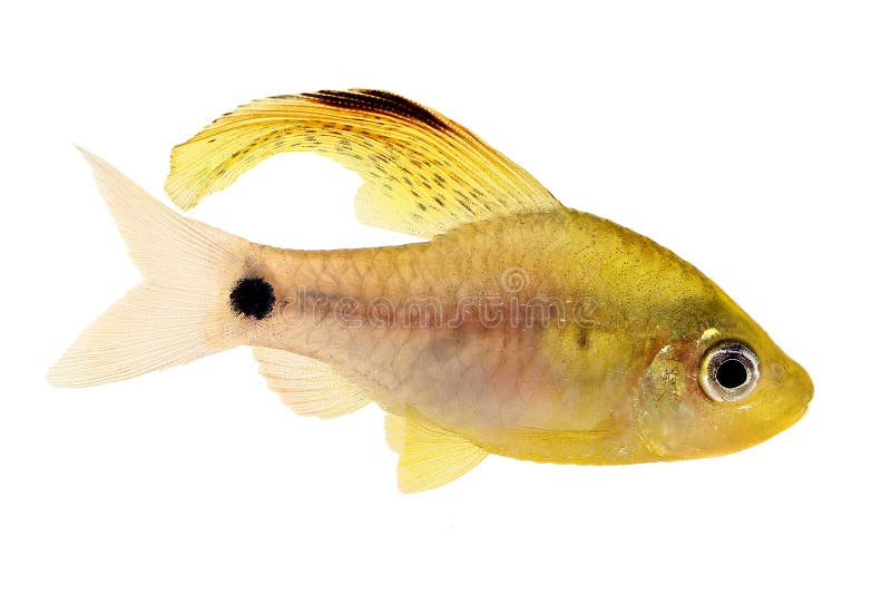 Drape Finned Barb Aquarium Fish Oreichthys Crenuchoides Neon Highfin ...