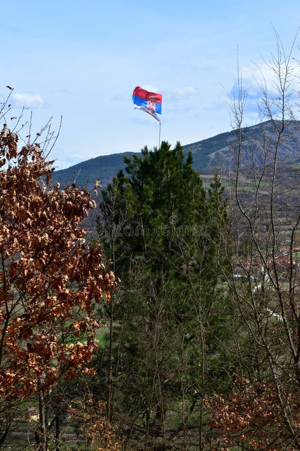 Arbre De Drapeau Dans Le PAtagonia De L'Argentine Image stock - Image ...
