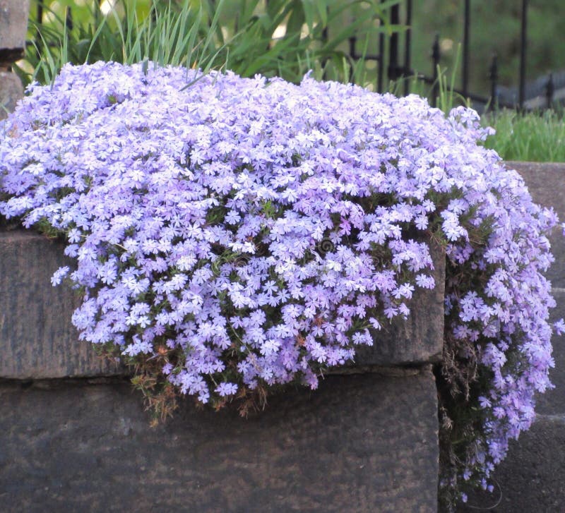 329 Draping Flowers Stock Photos - Free & Royalty-Free Stock Photos ...