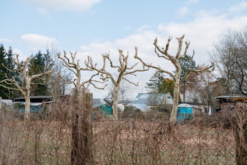 Drastically Pruned Trees in a Rural Setting Reveal Their Unique Forms ...