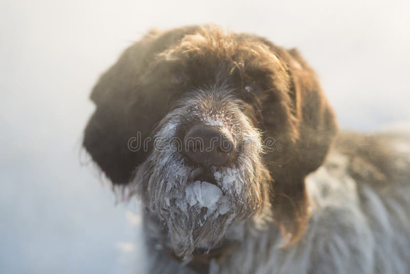 Drathaar. Hunting Dog in Winter in Severe Frost Stock Image - Image of ...