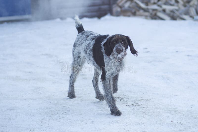 Drathaar. Hunting Dog in Winter in Severe Frost Stock Image - Image of ...