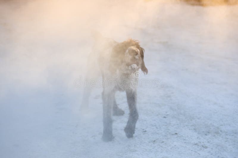 Drathaar. Hunting Dog in Winter in Severe Frost Stock Photo - Image of ...