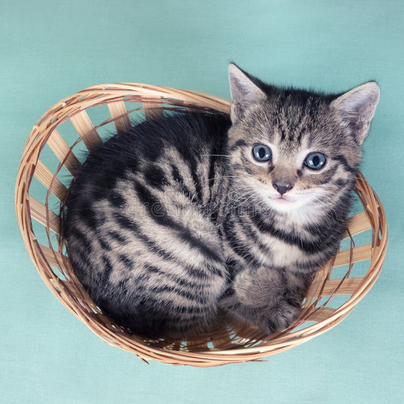 Katze im Korb stockfoto. Bild von auge, inländisch, heck - 2005972
